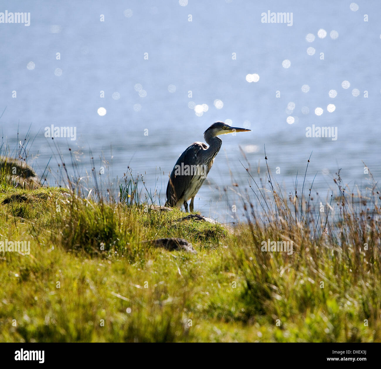 Heron,on shore of scottish loch Stock Photo - Alamy