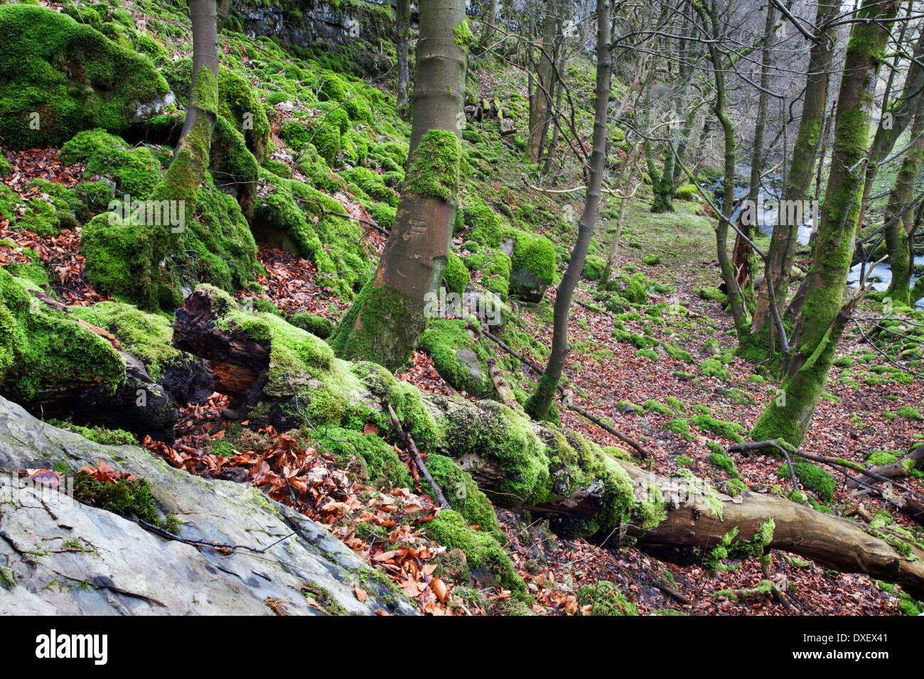 Moss at trees hi-res stock photography and images - Alamy