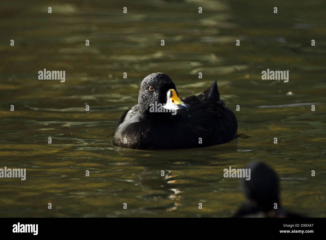 Common Scoter (Melanitta nigra Stock Photo - Alamy