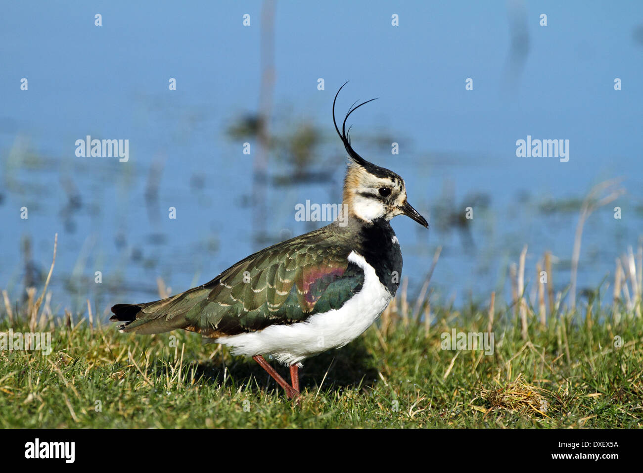 Vanella hi-res stock photography and images - Alamy