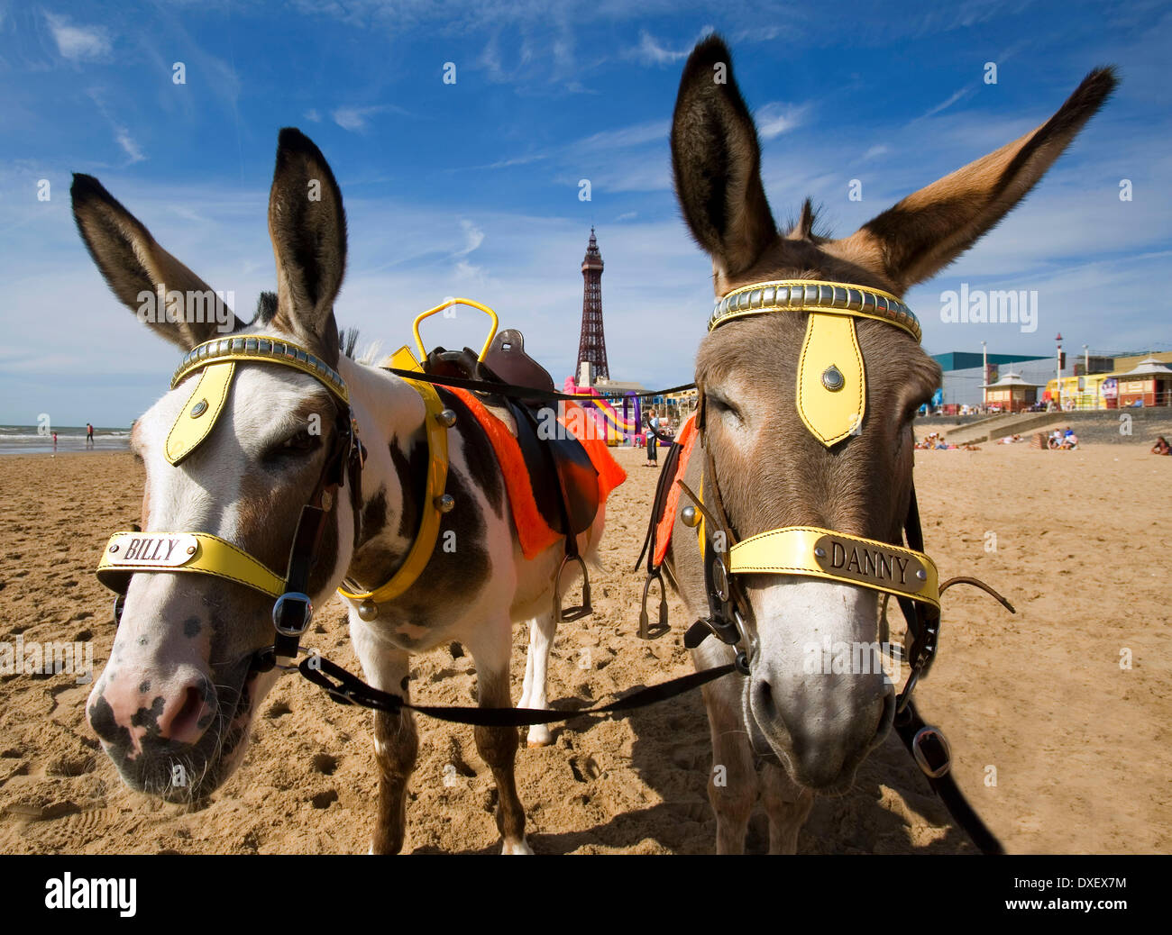 Blackpool donkeys hi-res stock photography and images - Alamy