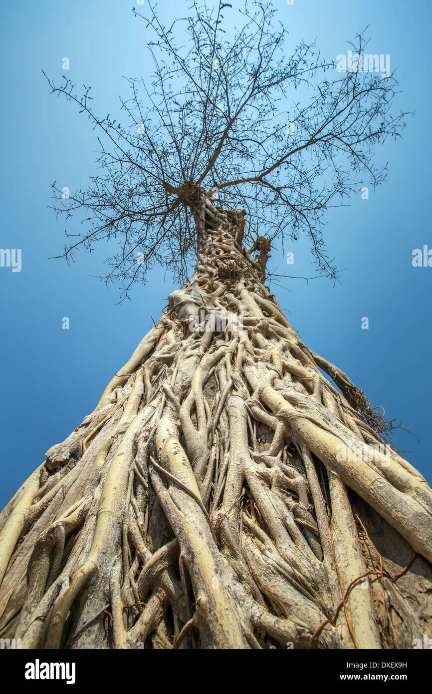 Big tree roots hi-res stock photography and images - Alamy