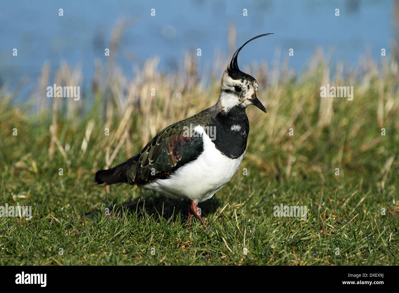 Vanella hi-res stock photography and images - Alamy