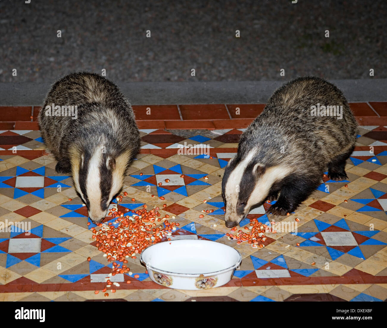 Uk scotland badgers hi-res stock photography and images - Alamy