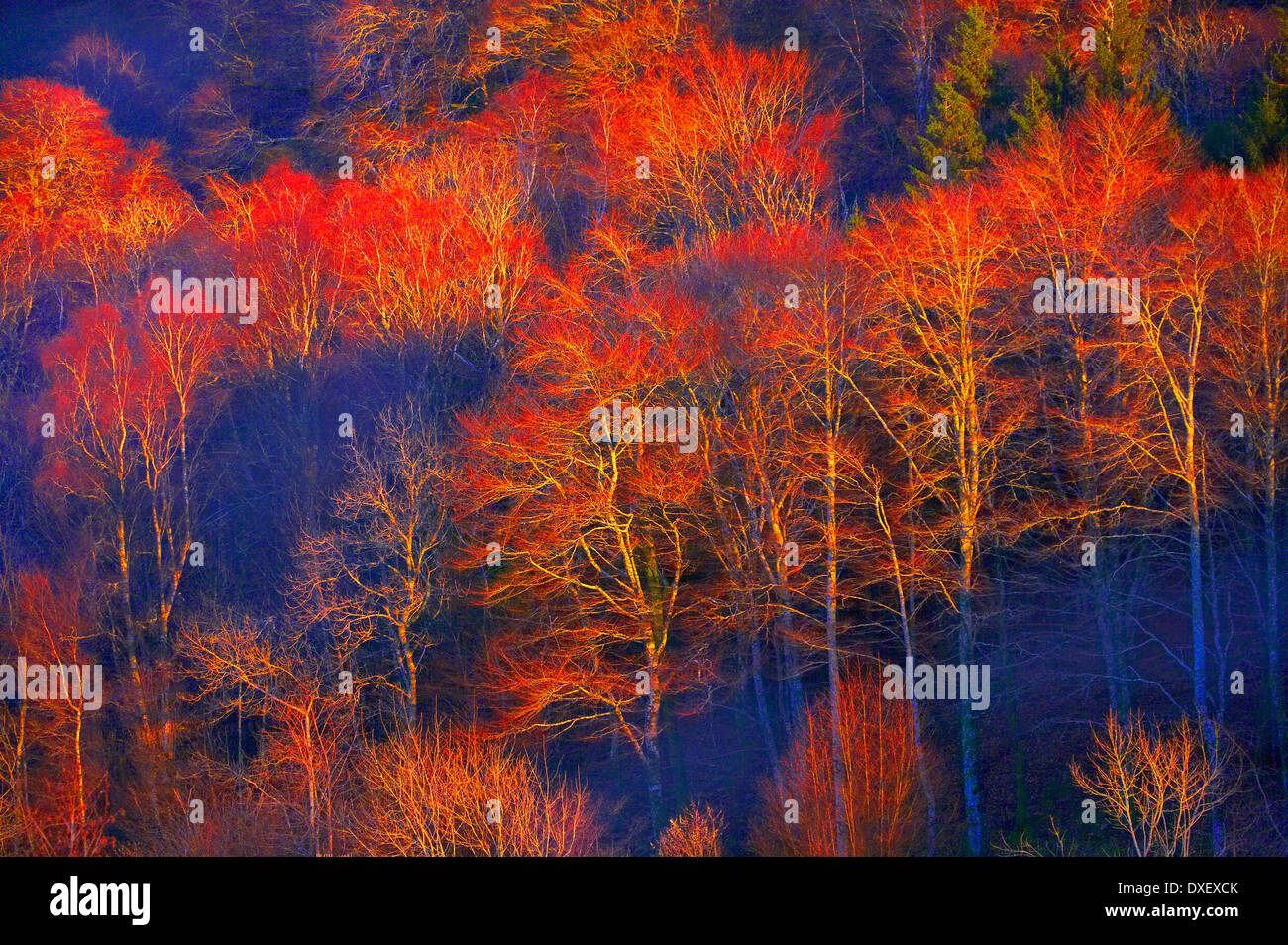 Forest of fire Stock Photo - Alamy