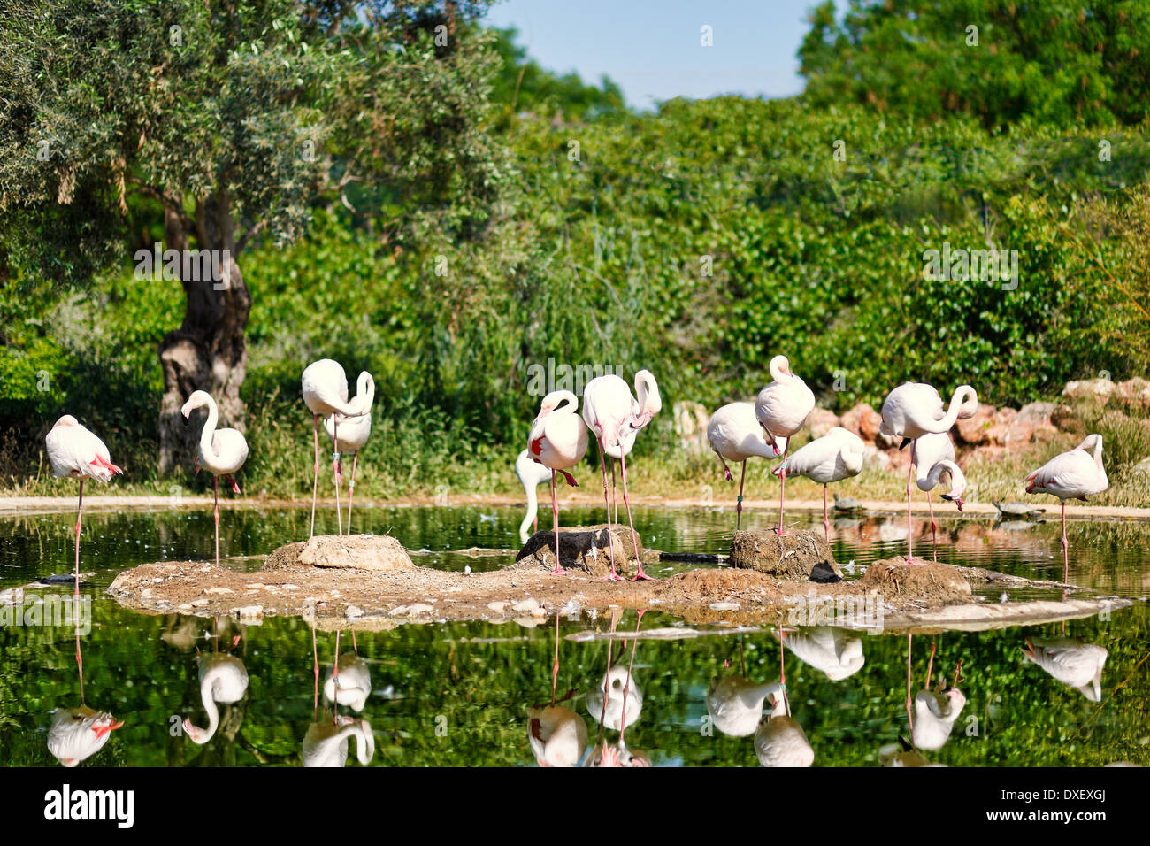 Zoo birds hi-res stock photography and images - Alamy