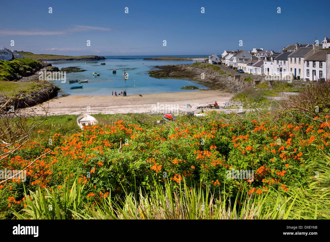 Wild flowers in Portnahaven, Islay Stock Photo - Alamy