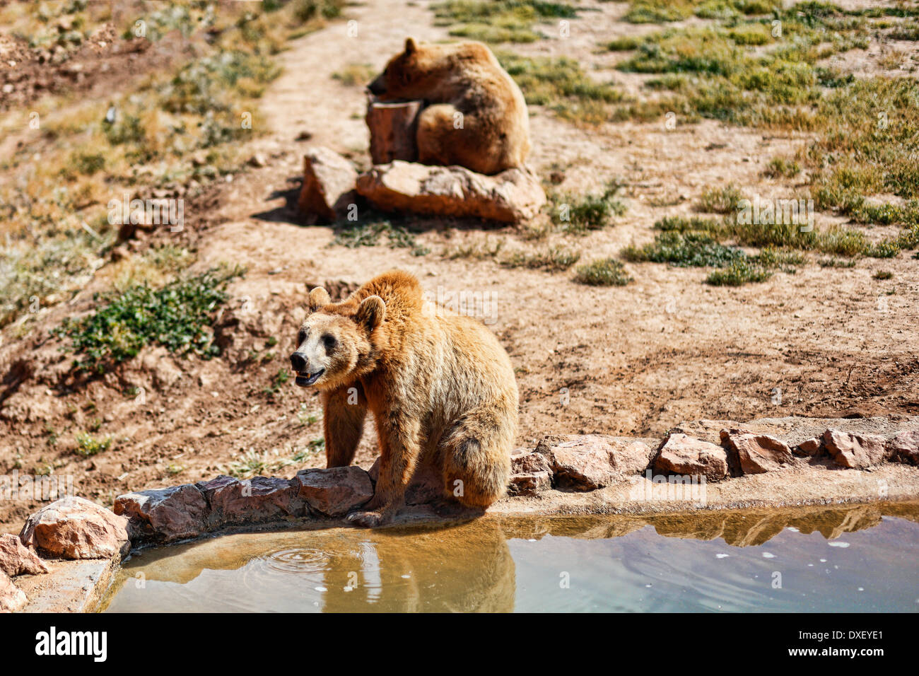 Bears in the zoo Stock Photo - Alamy