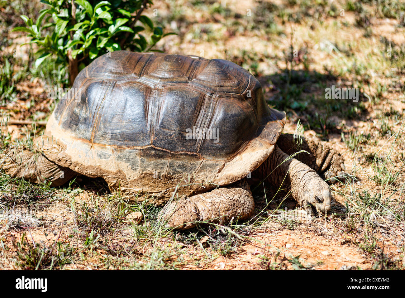 Giant turtle in the zoo Stock Photo - Alamy