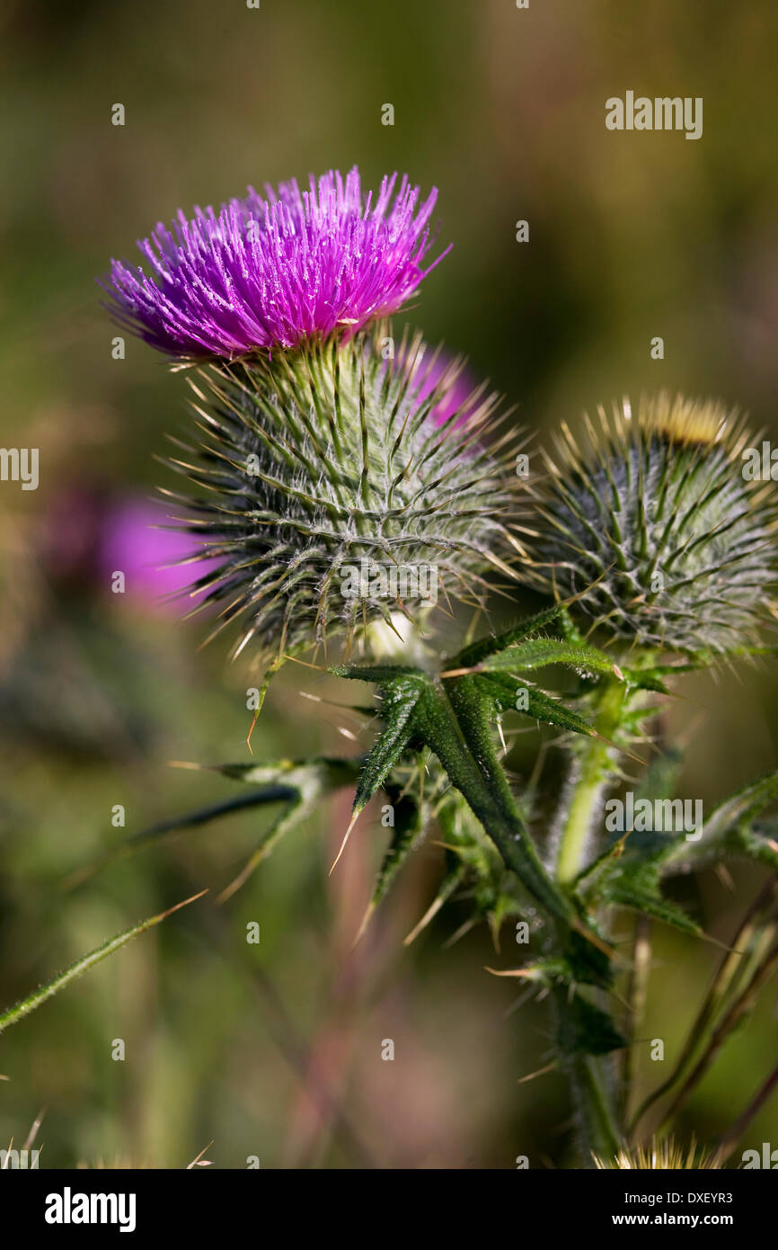 The scottish thistle hi-res stock photography and images - Alamy