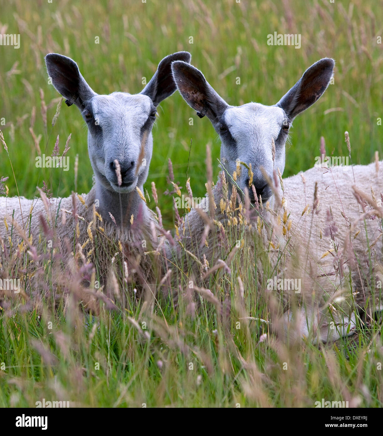 Leicester blue face sheep Stock Photo - Alamy