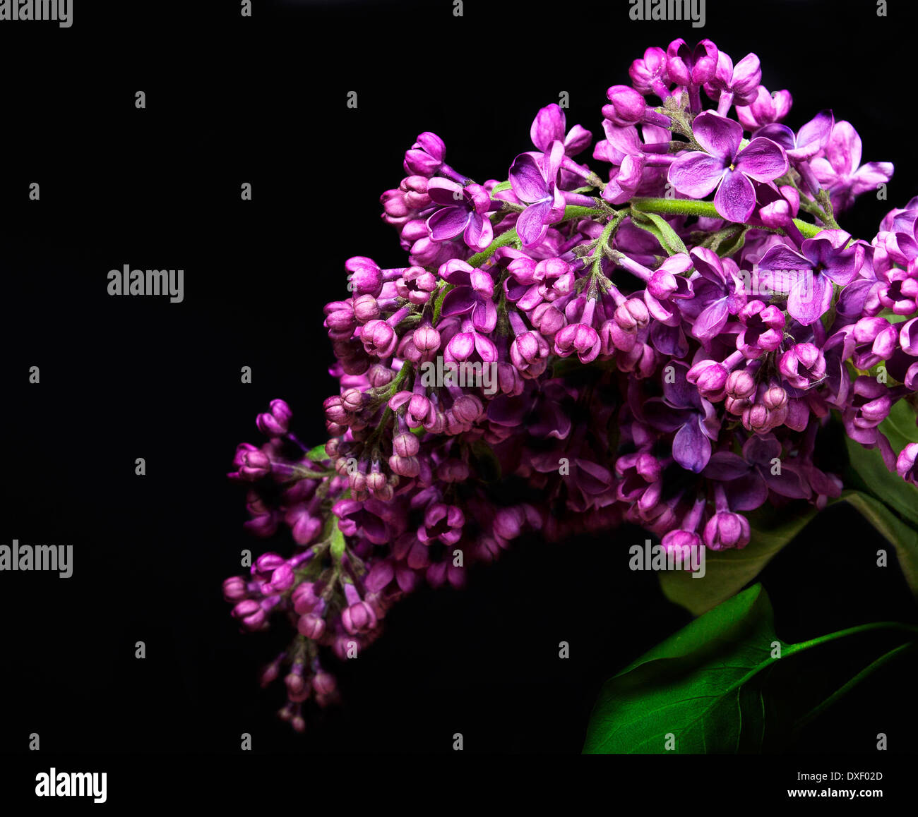 The beautiful lilac on a black background Stock Photo - Alamy