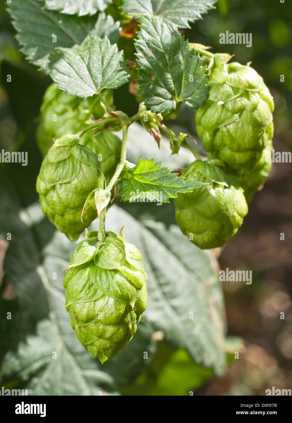 Cone hop garden hop garden hop field hi-res stock photography and ...