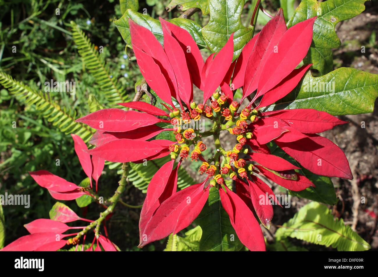 Poinsettia tree hi-res stock photography and images - Alamy
