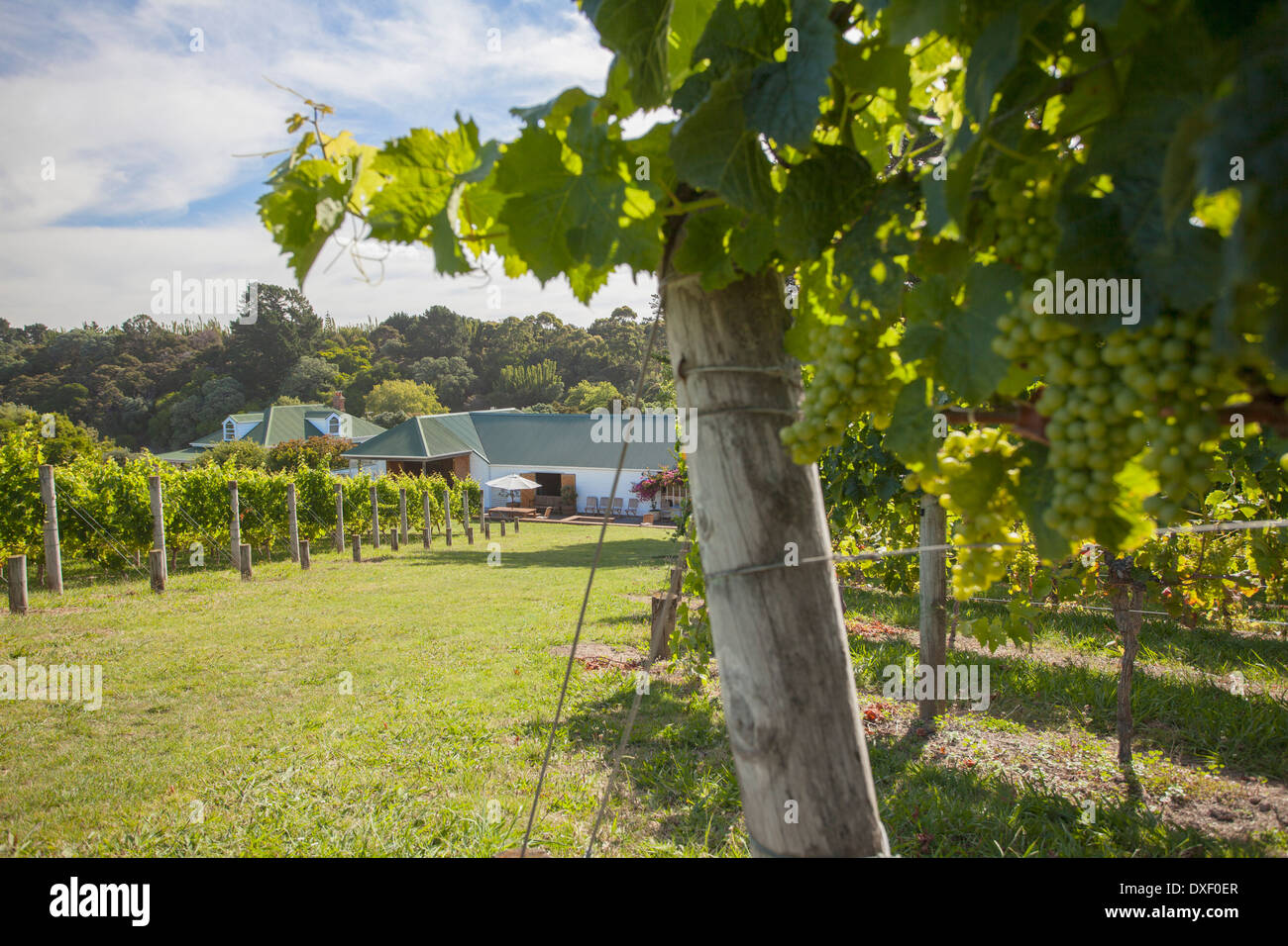 Vines at Goldie Room Vineyard and Restaurant, Waiheke Island, Auckland ...