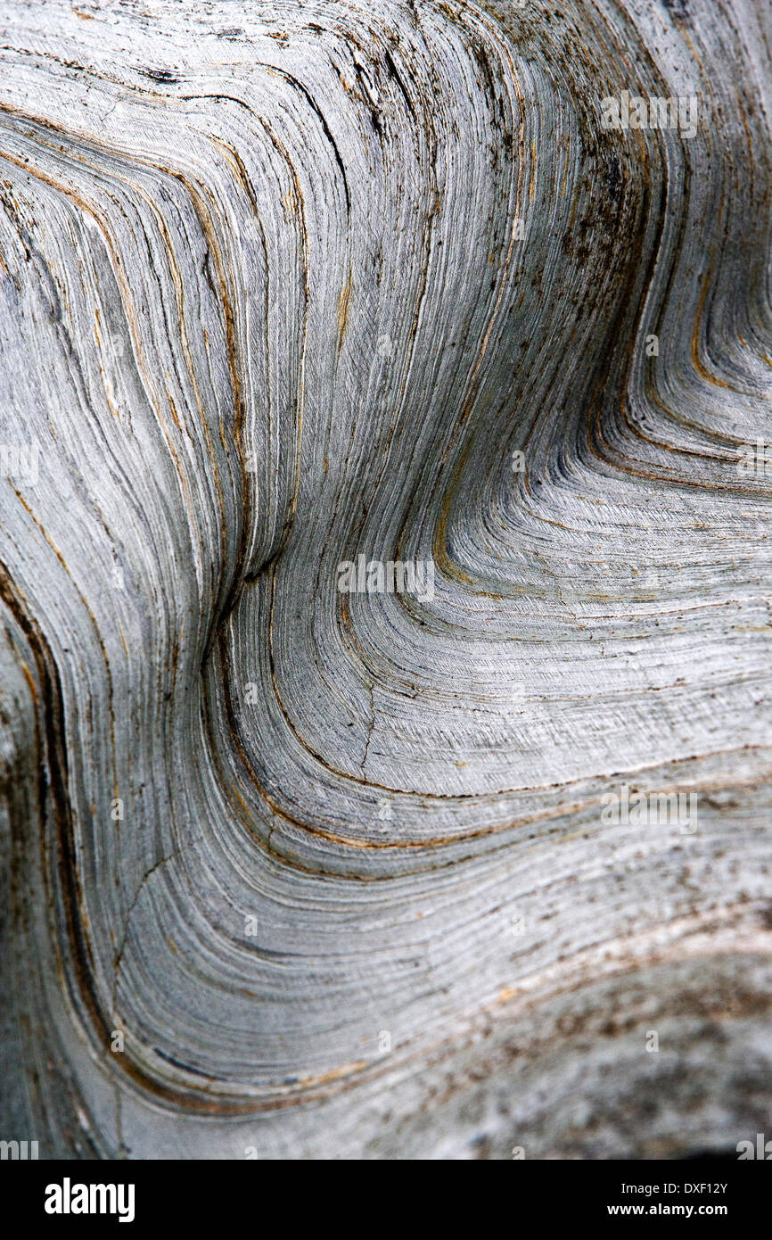 Folded philite schists erroded by the sea, Isle of Eriska, Argyll Stock ...