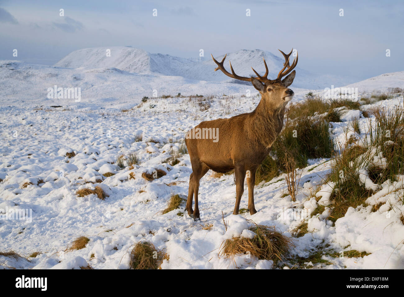 Deer in Winter Rannoch Moor Stock Photo - Alamy