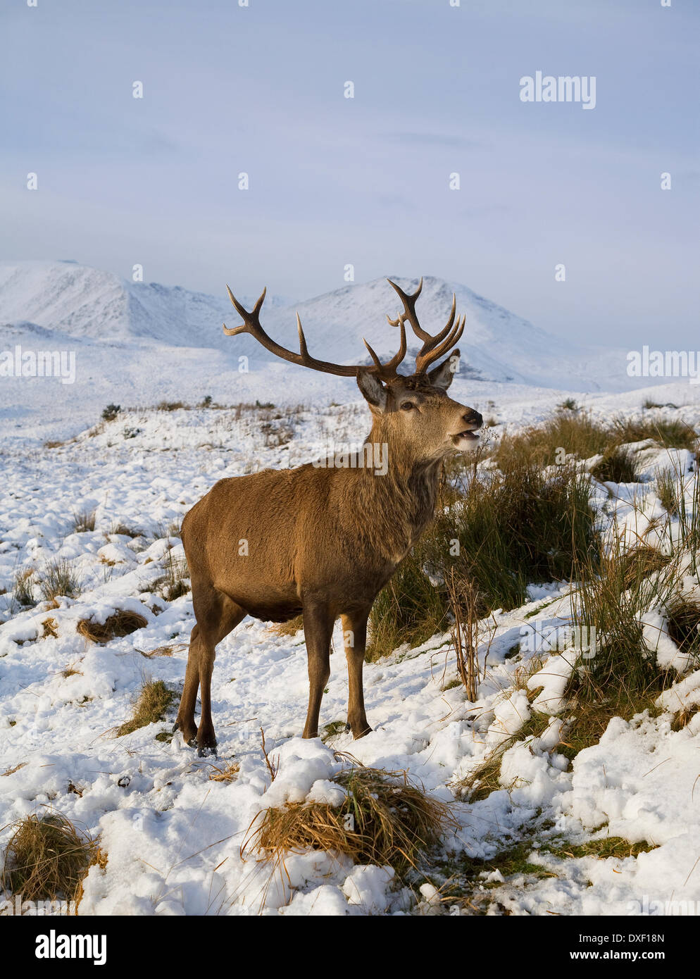 Stag stag hi-res stock photography and images - Alamy