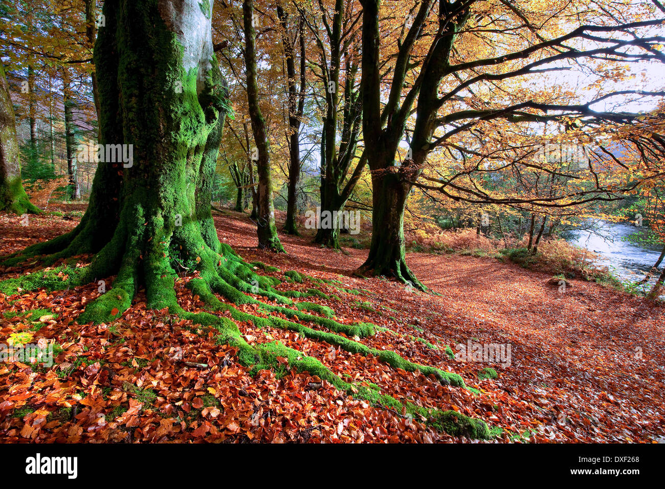 Autumn river scene hi-res stock photography and images - Alamy