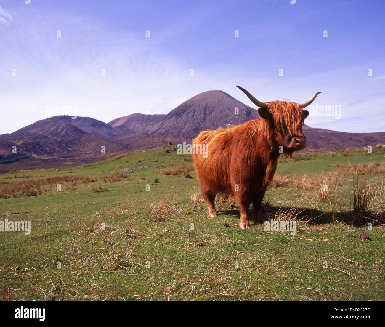 Maggie the highland Cow with the Red Hills in view, Isle of Skye Stock ...