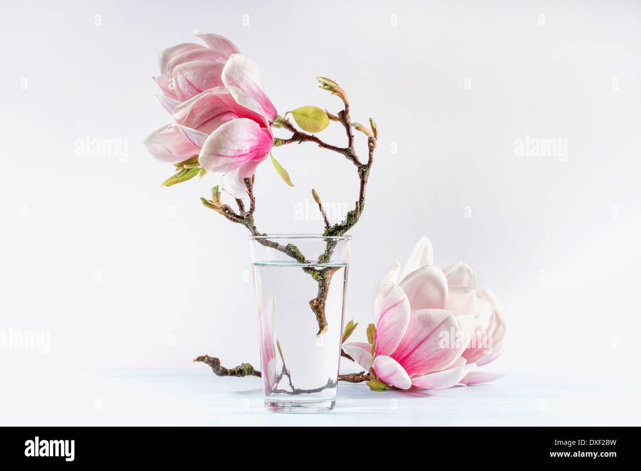 Still life with blooming magnolia Stock Photo - Alamy