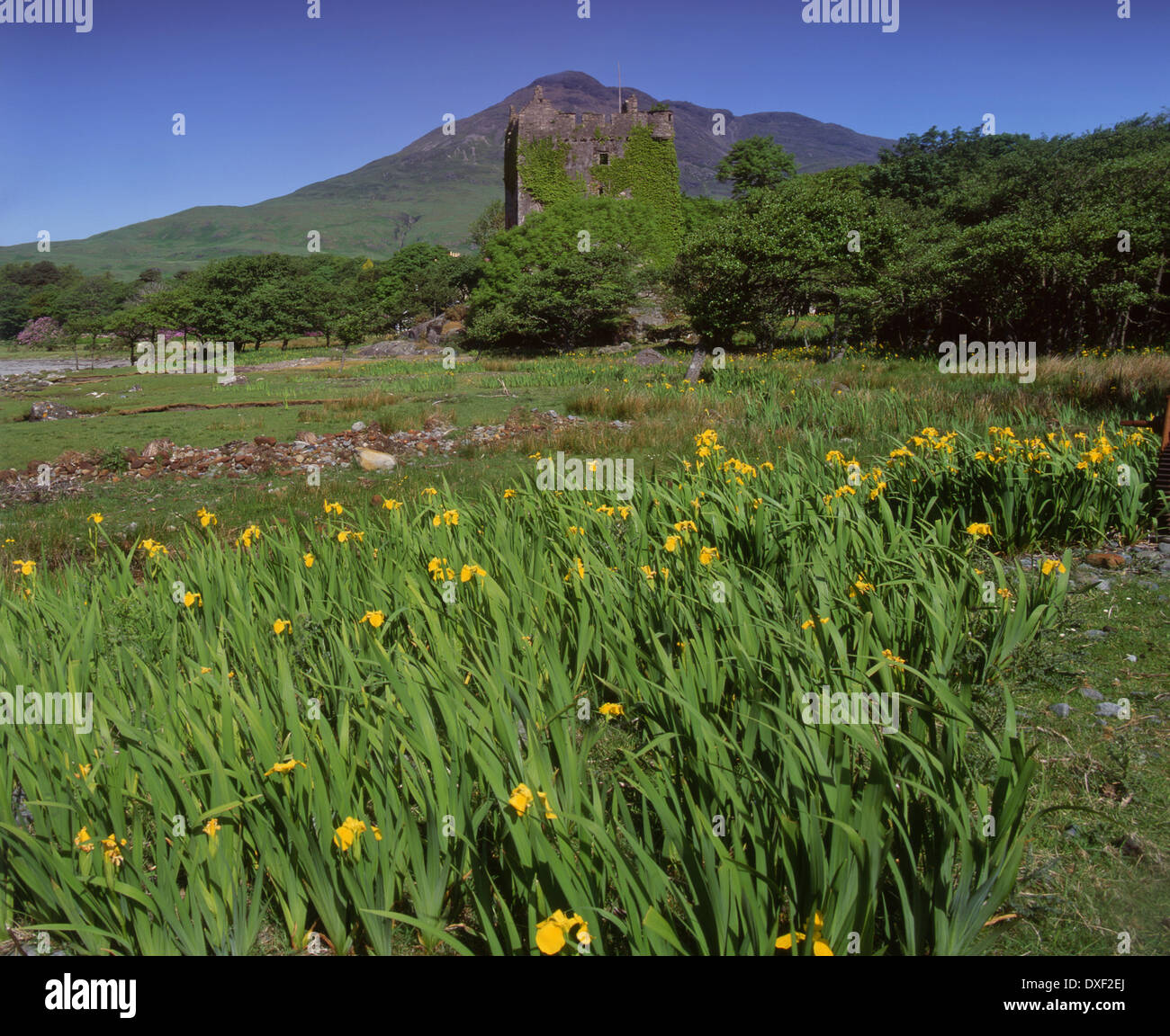Moy Castle, the 1450 stronghold of the Macleans/MacLaines, Loch Buie ...