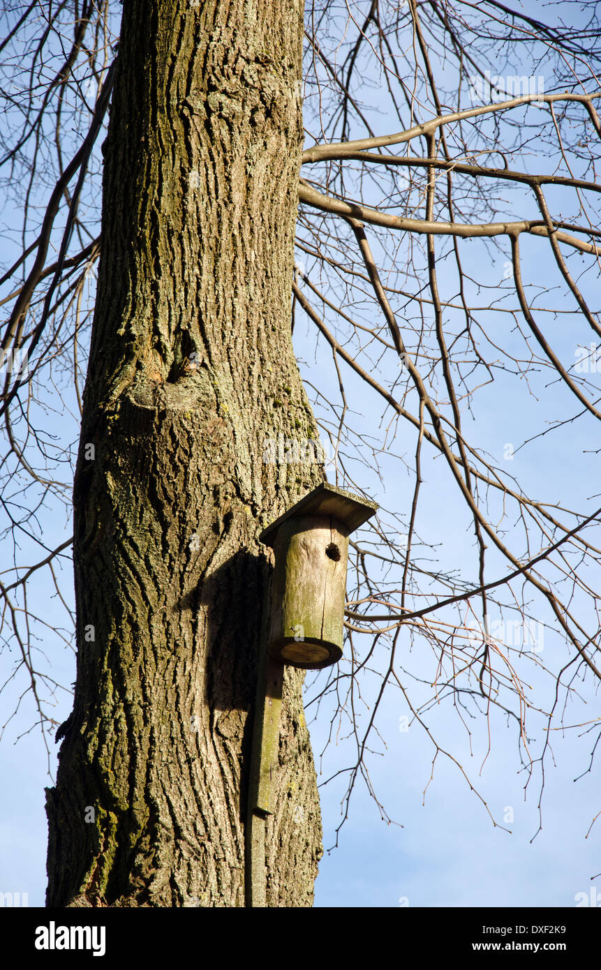 old bird nesting-box on spring tree Stock Photo - Alamy