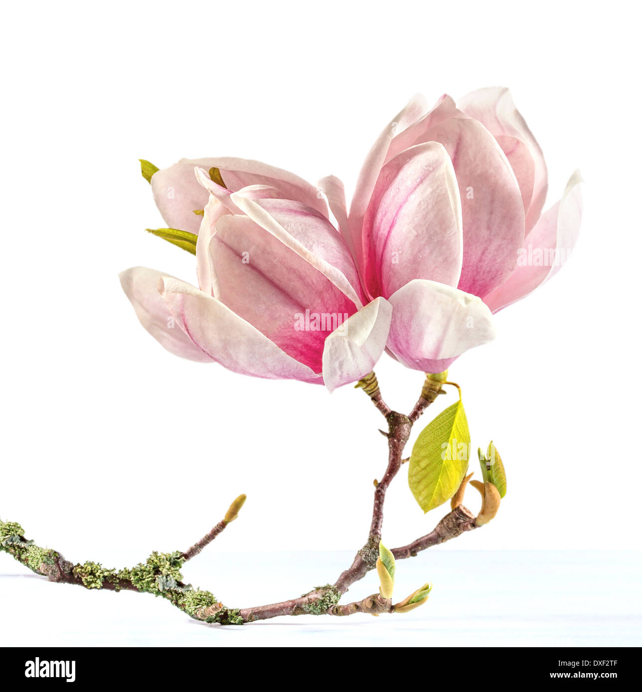 Flowering branch of Magnolia Stock Photo - Alamy