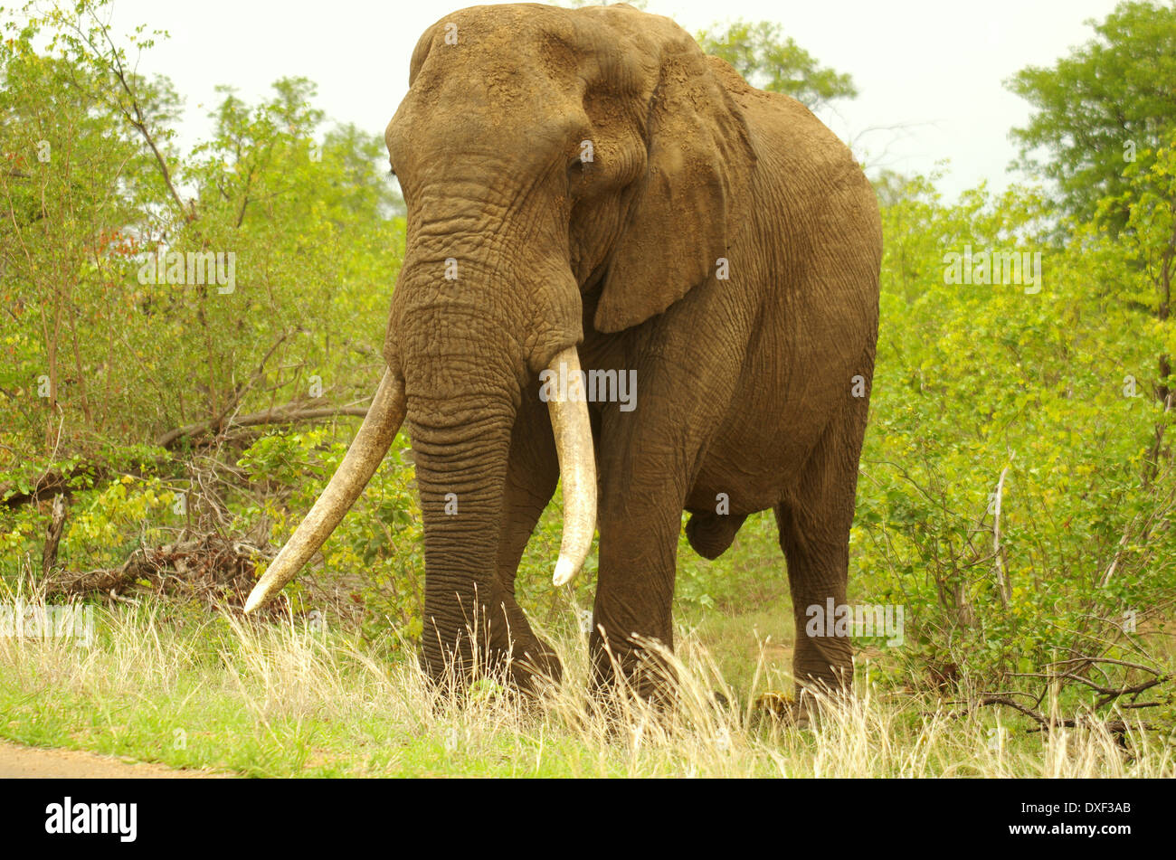 Big bull african elephant hi-res stock photography and images - Alamy