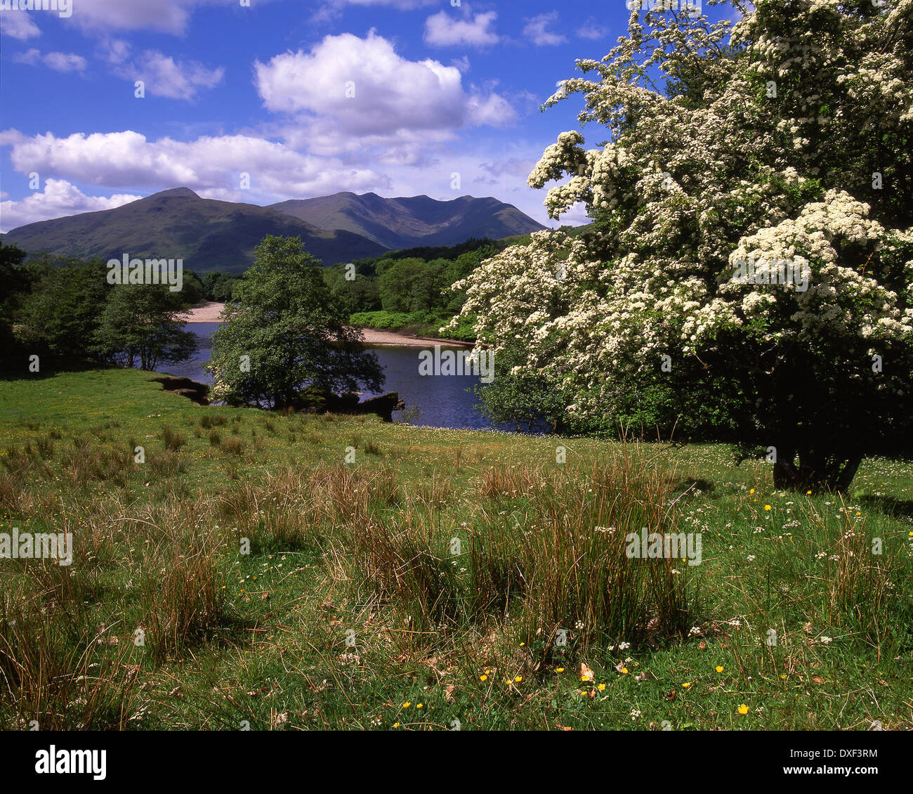 Ben Cruachan and River Awe, Argyll Stock Photo - Alamy