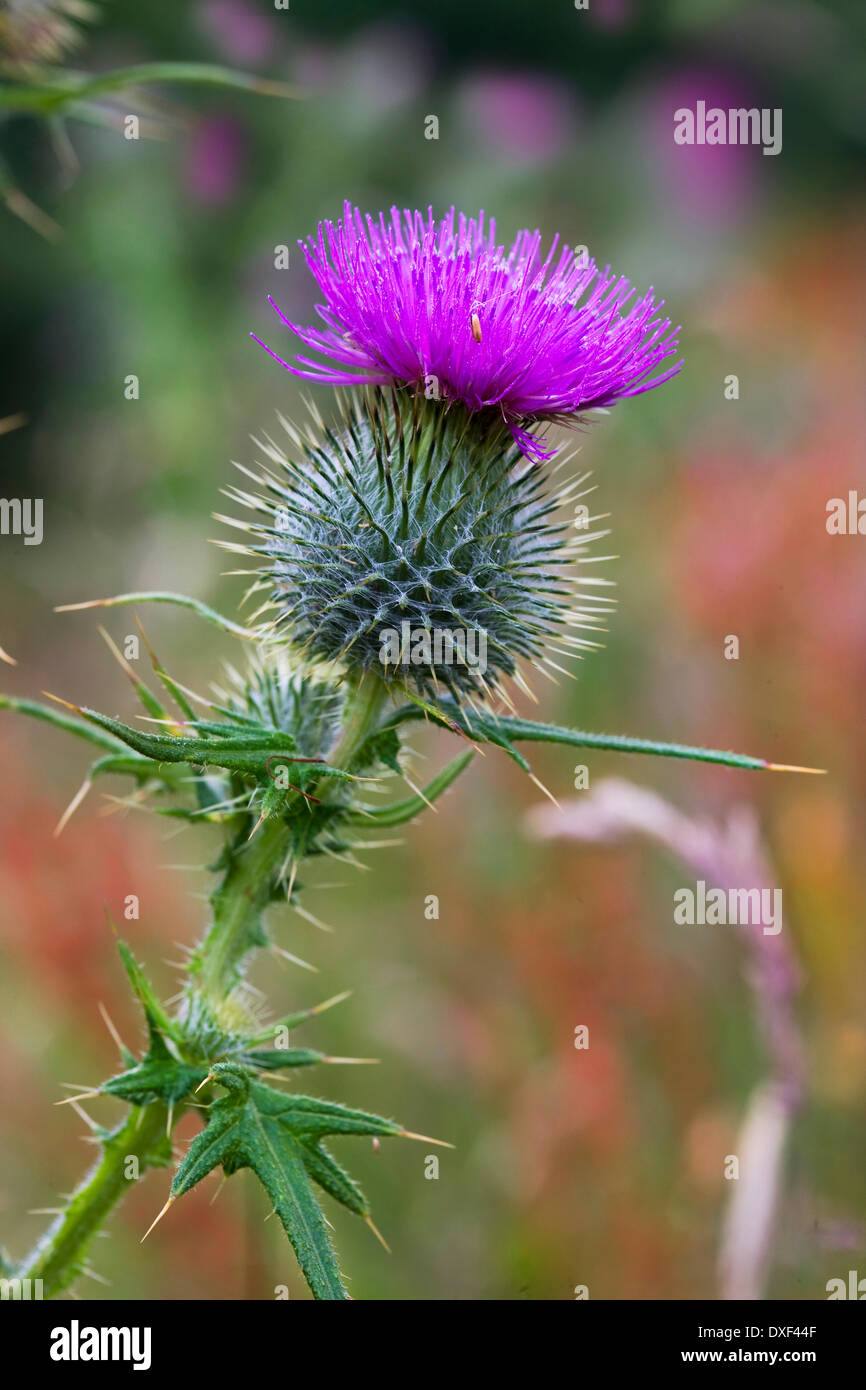 The scottish thistle hi-res stock photography and images - Alamy