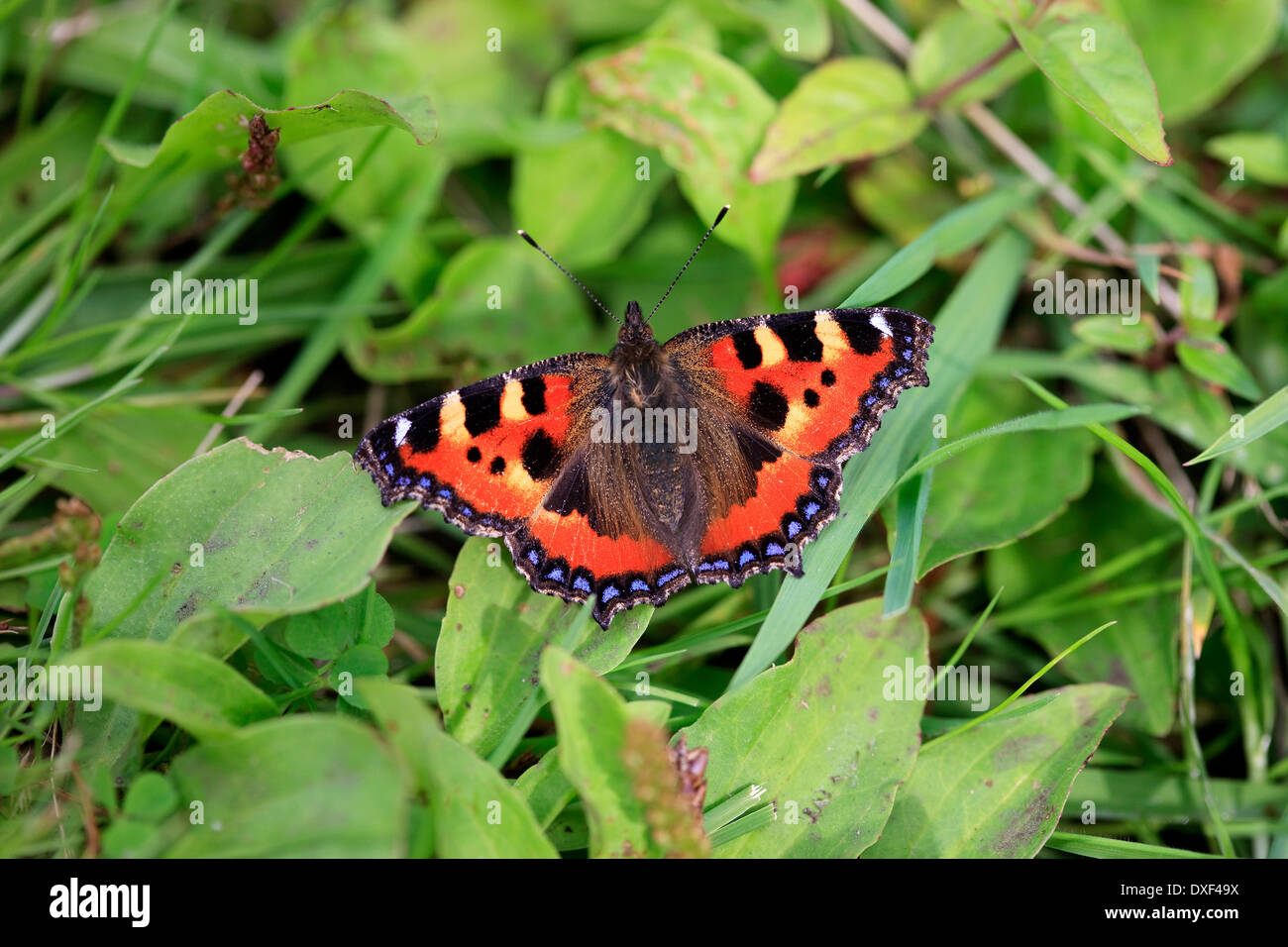 Small Tortoiseshell Butterfly Stock Photo - Alamy