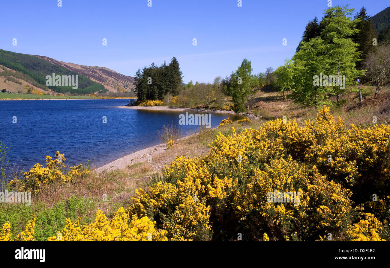 Spring flowers on the shore of loch Lochy in the great glen,scottish ...