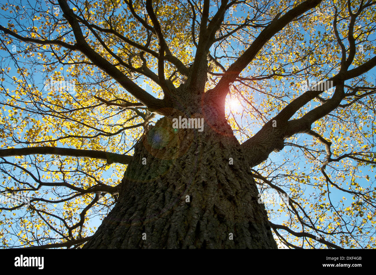 Blue skies mighty oak tree hi-res stock photography and images - Alamy