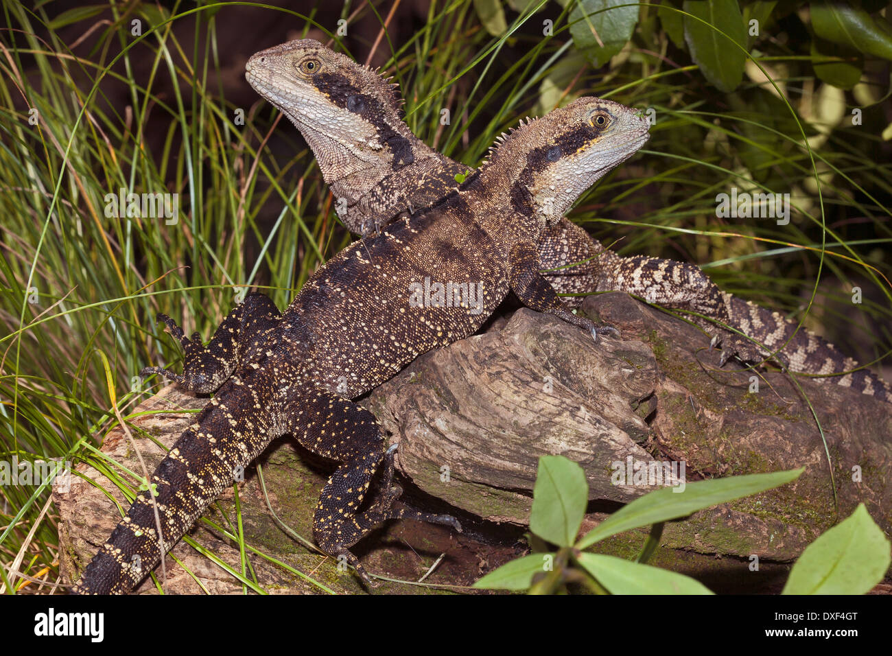 Water Dragon Real