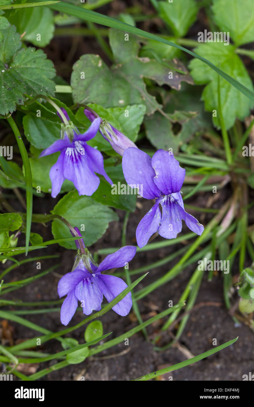 Dog violets hi-res stock photography and images - Alamy