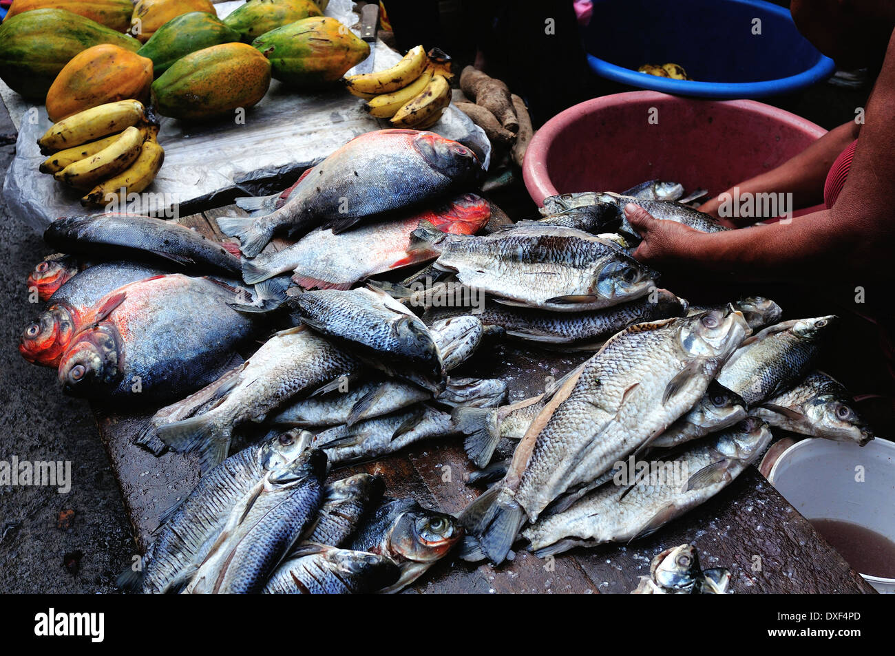 Bagre fish - Market of Belen in IQUITOS . Department of Loreto .PERU ...