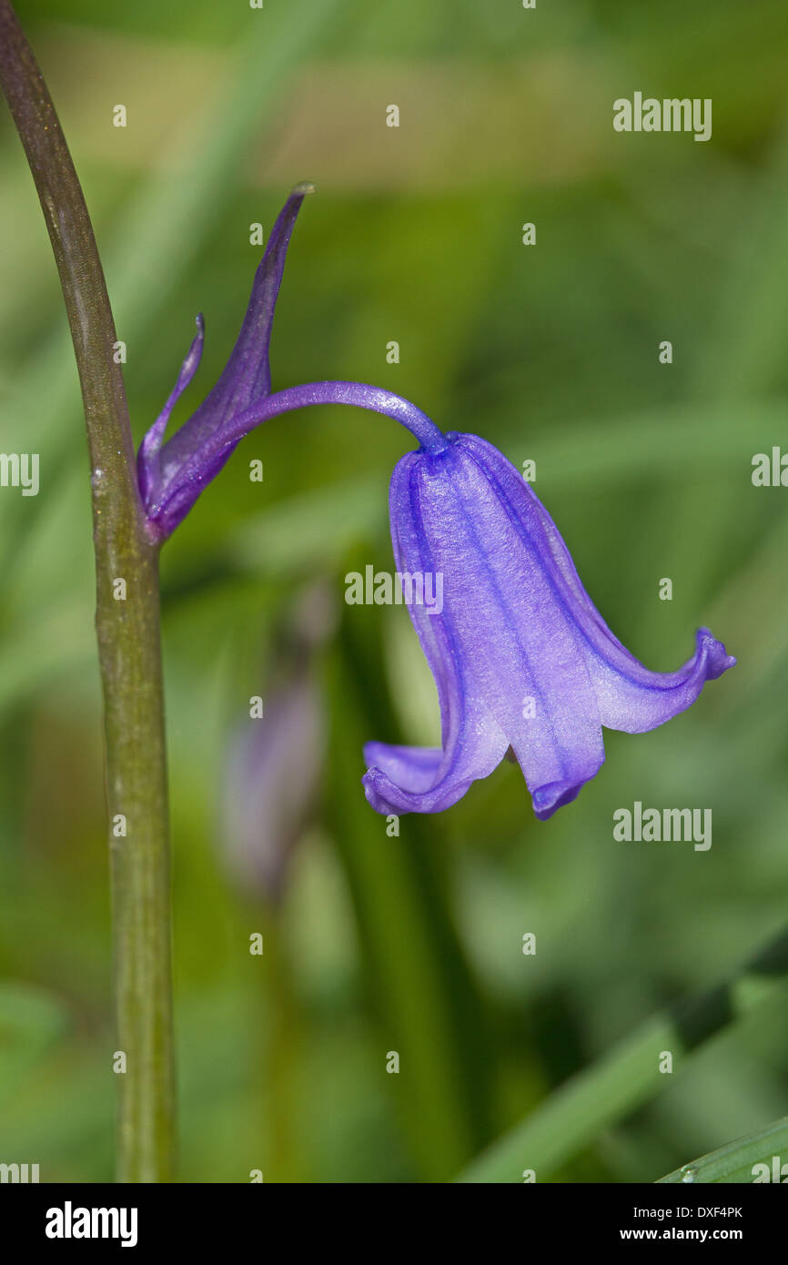 Single flower head of Spanish Bluebell Stock Photo - Alamy