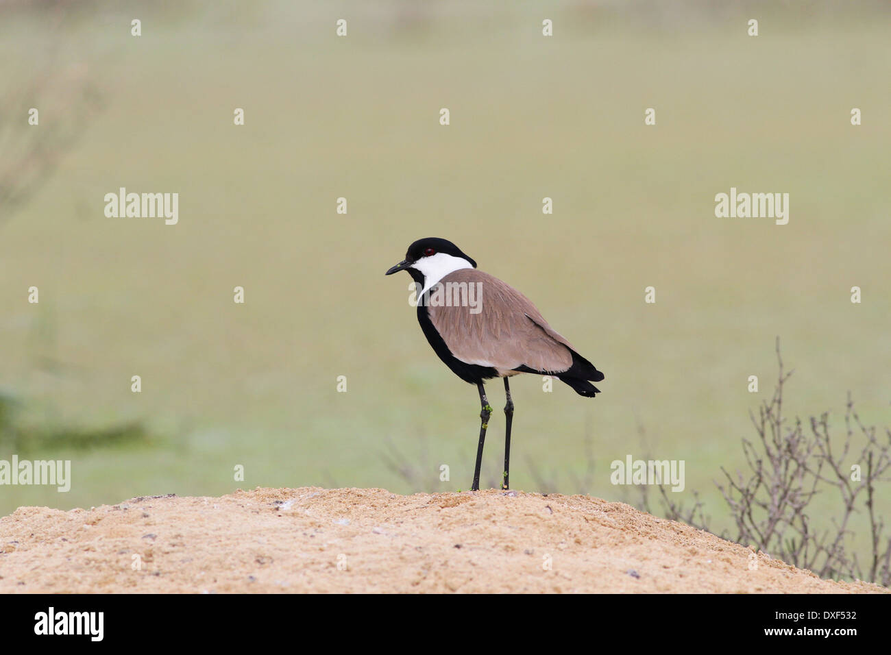 Spur Winged Lapwing Stock Photo - Alamy