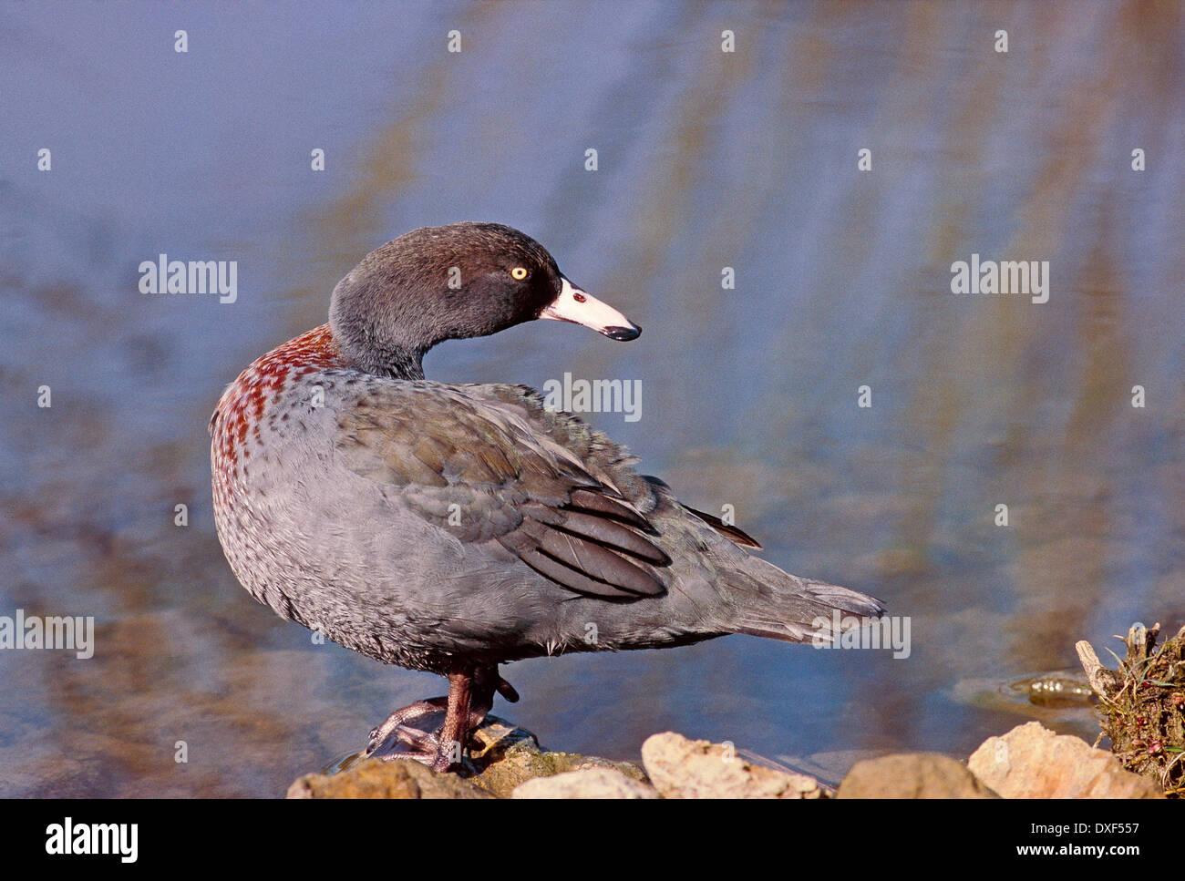 Akatarawa hi-res stock photography and images - Alamy