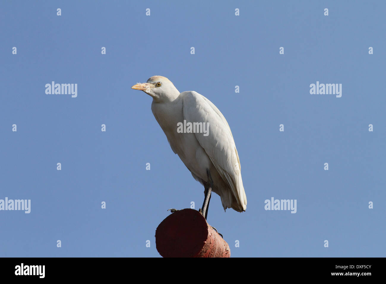Blue egret hi-res stock photography and images - Alamy