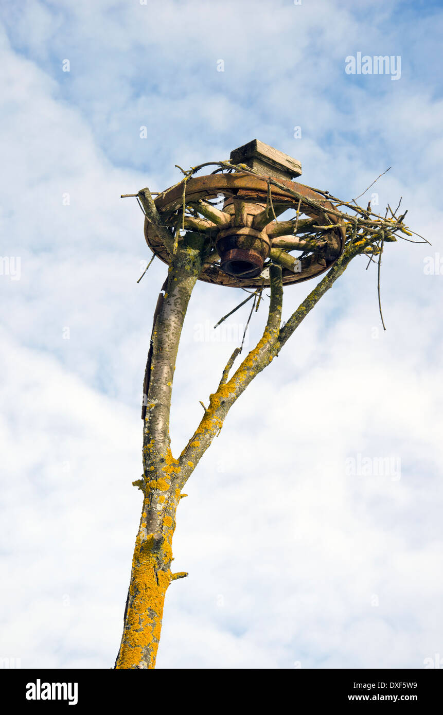 old carriage wheel on tree for white stork nest Stock Photo - Alamy