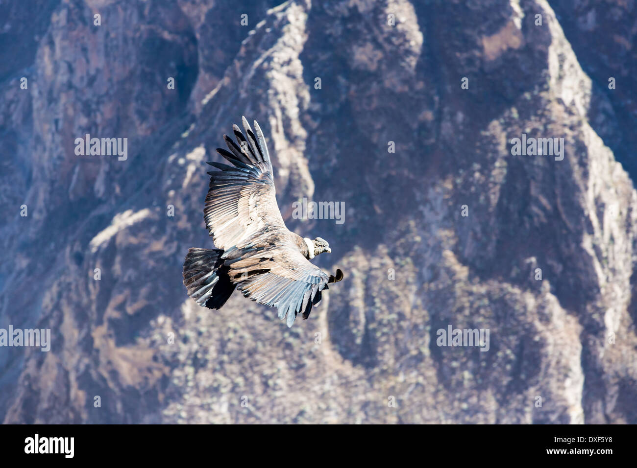 Flying condor over Colca canyon,Peru,South America This is a condor the ...