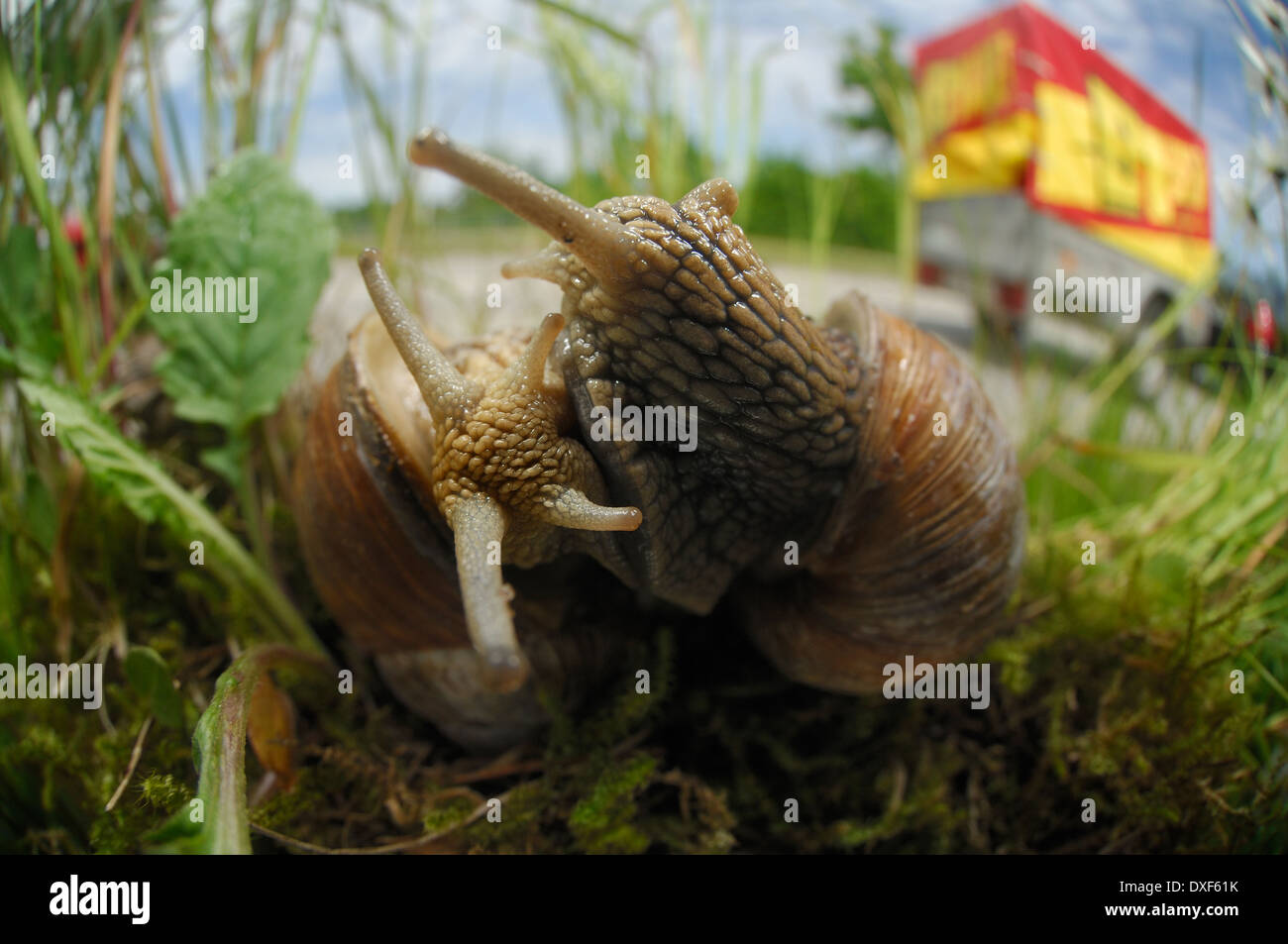 Snail Mating High Resolution Stock Photography and Images - Alamy