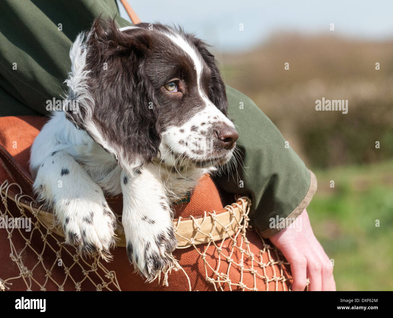 English springer spaniel puppy hi-res stock photography and images - Alamy