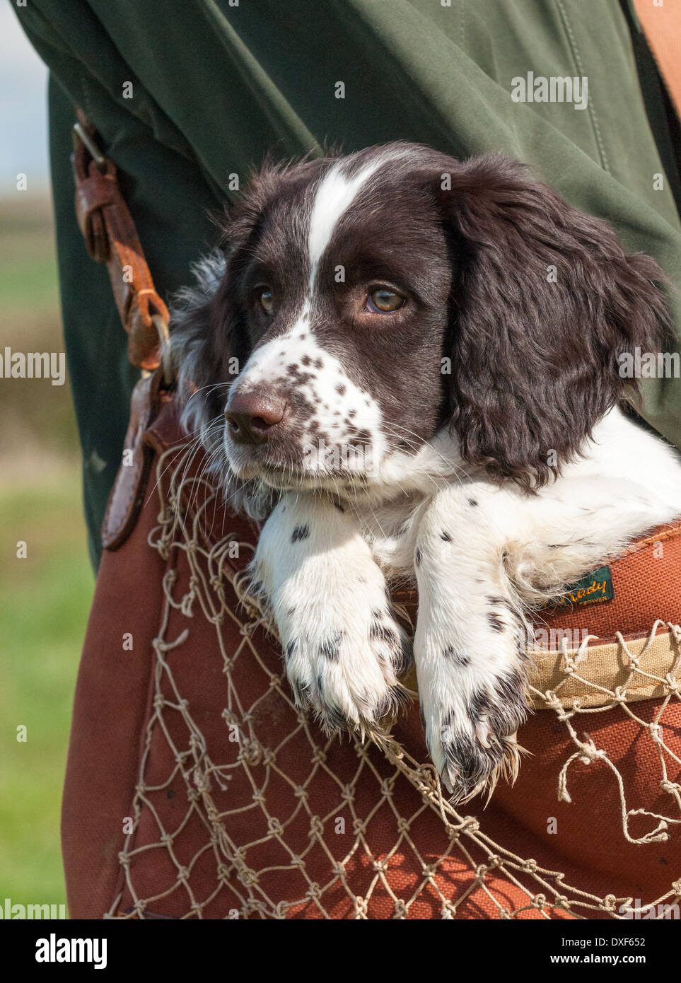 English springer spaniel puppy hi-res stock photography and images - Alamy
