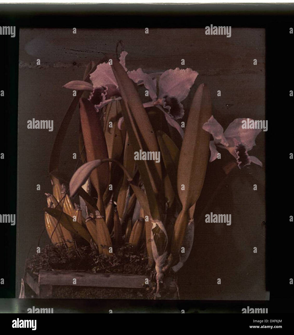 Orchid history hi-res stock photography and images - Alamy