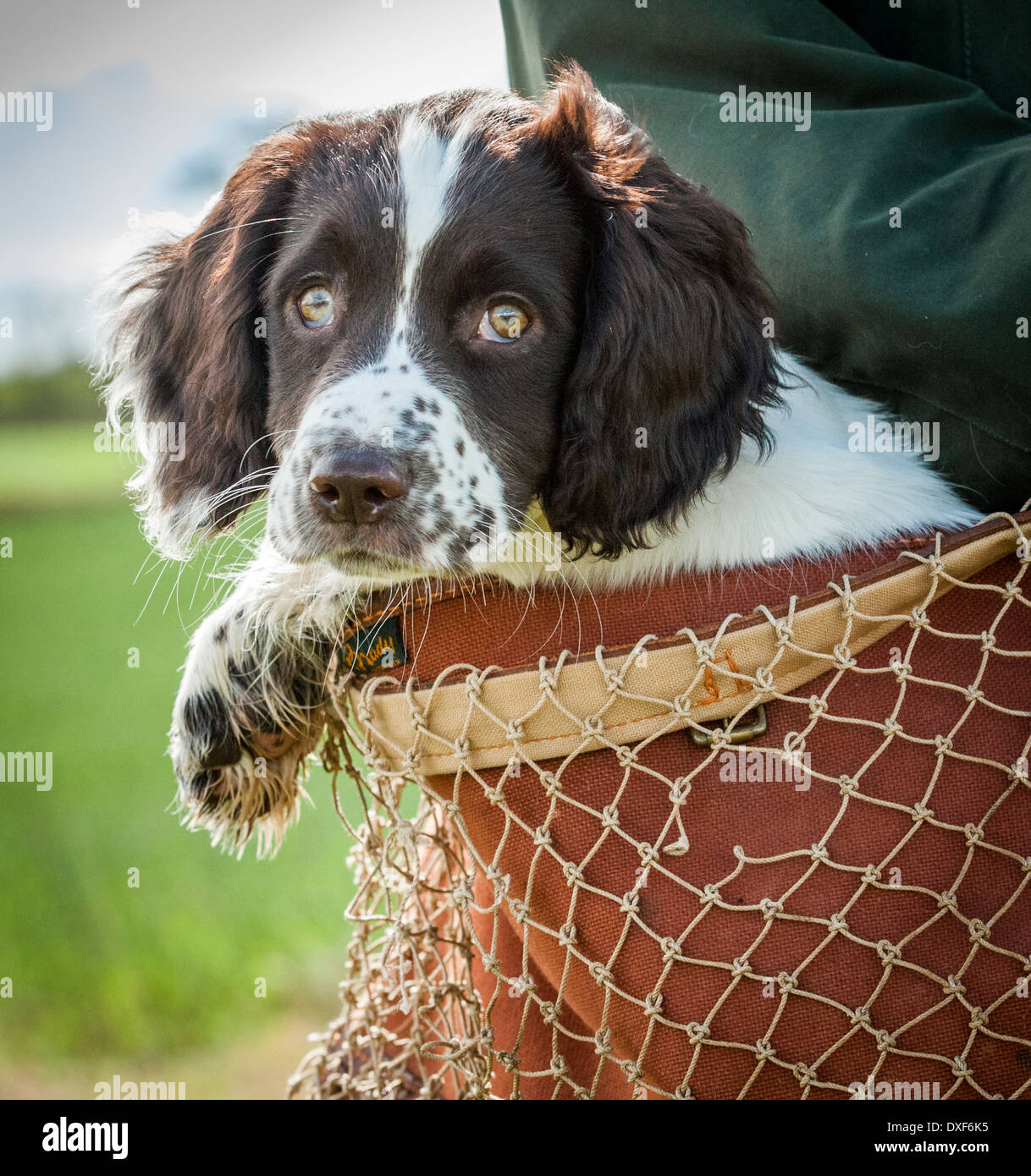 A three month old English Springer Spaniel puppy being carried in a ...