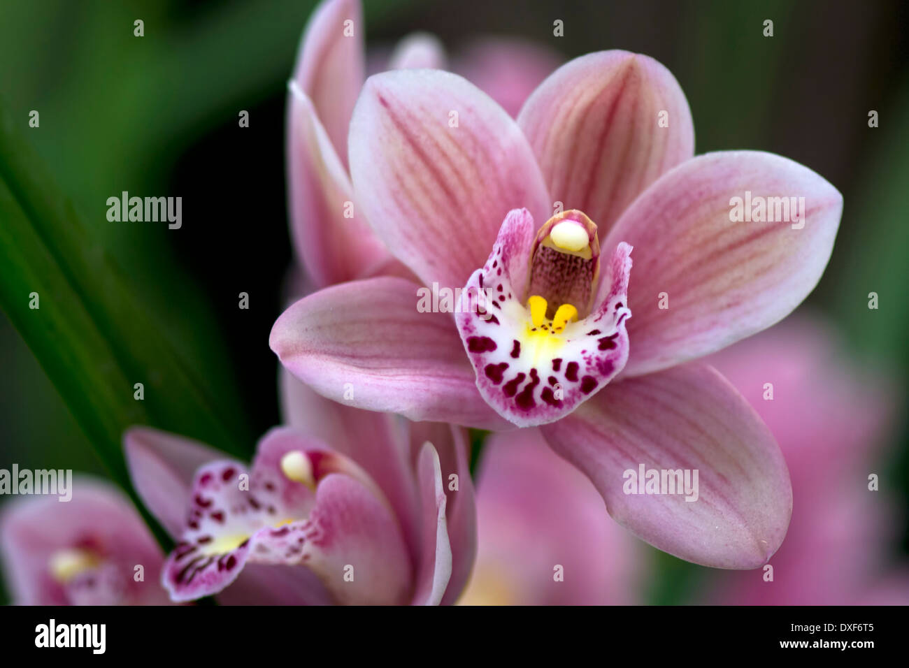 Red moth orchid Stock Photo - Alamy