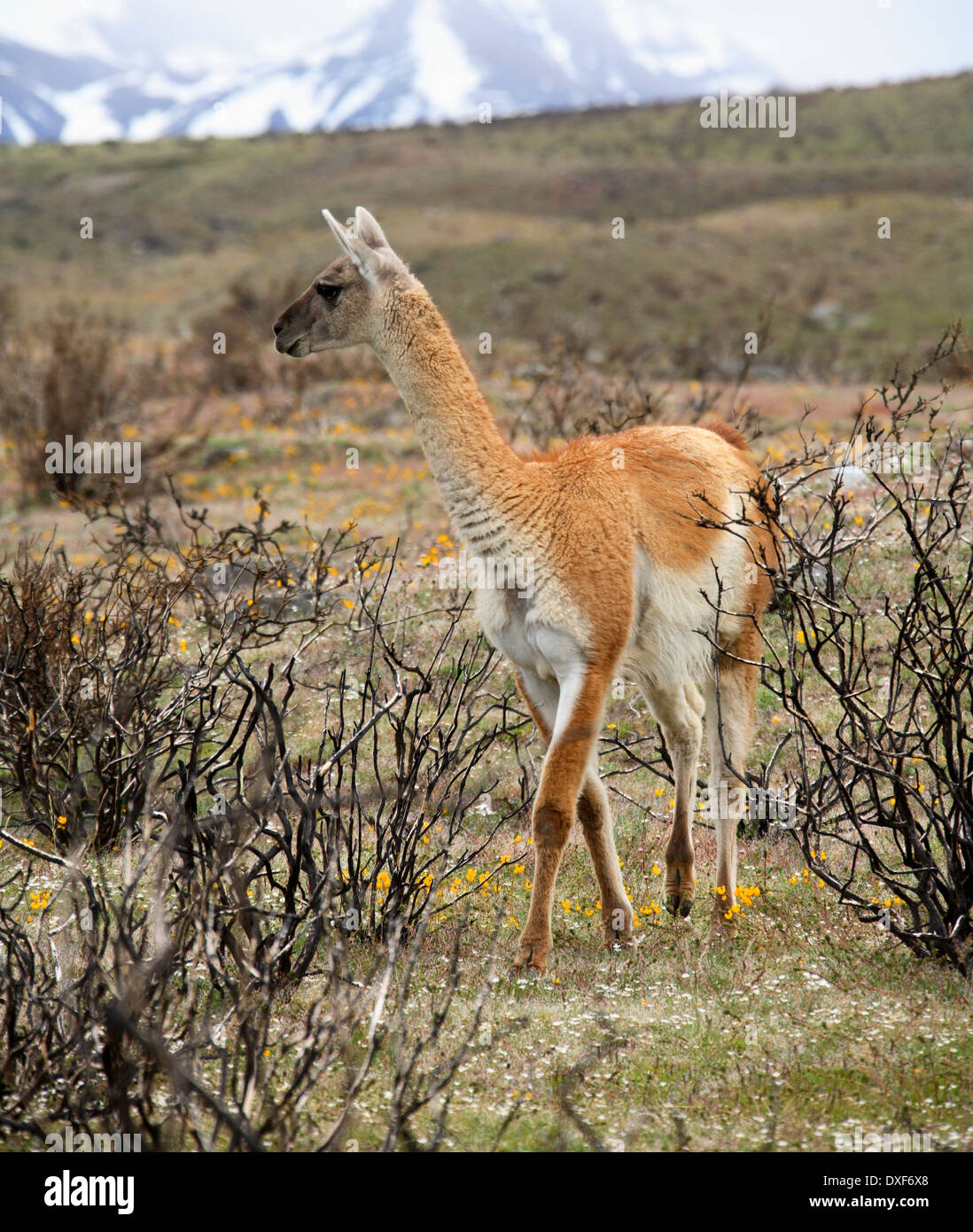 Llama chile hi-res stock photography and images - Alamy